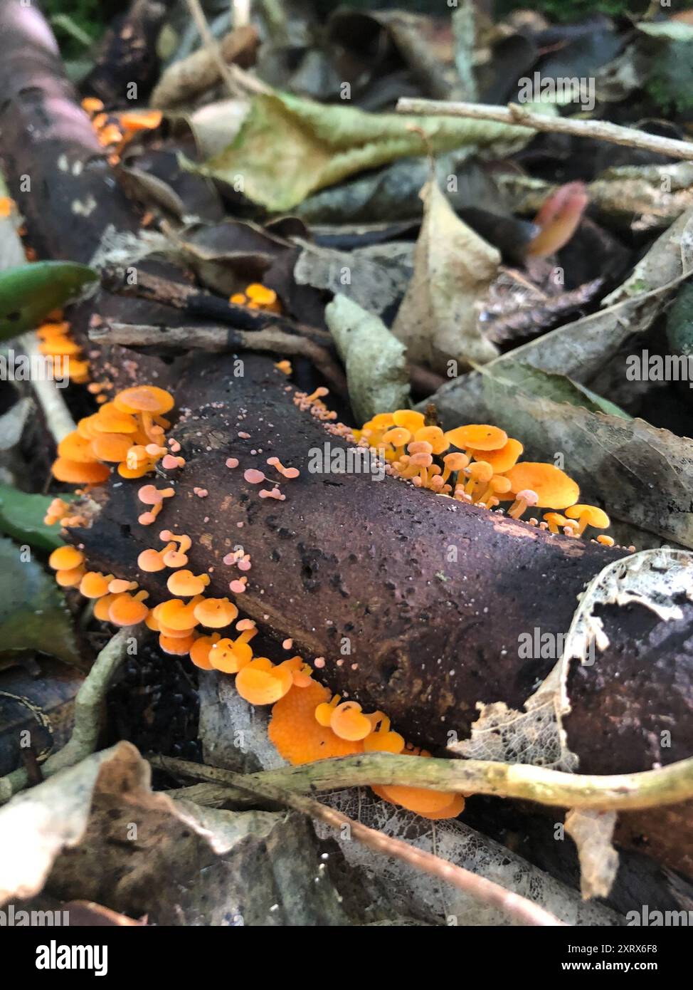 orange pore fungus (Favolaschia claudopus) Fungi Stock Photo - Alamy