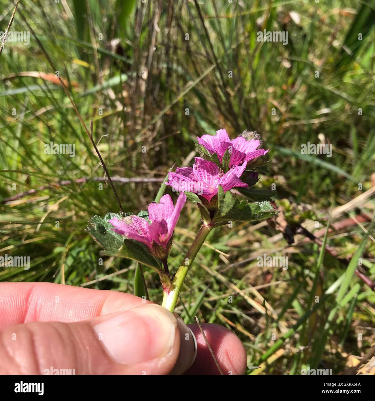 purple-stemmed checkerbloom (Sidalcea malviflora purpurea) Plantae ...
