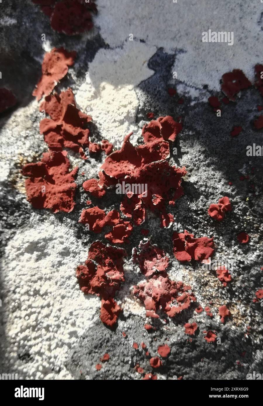 Red Toadskin Lichen (Lasallia rubiginosa) Fungi Stock Photo - Alamy