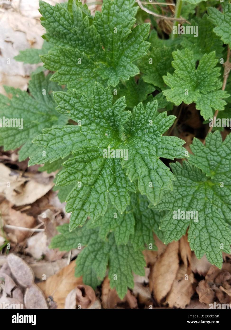 common motherwort (Leonurus cardiaca) Plantae Stock Photo - Alamy
