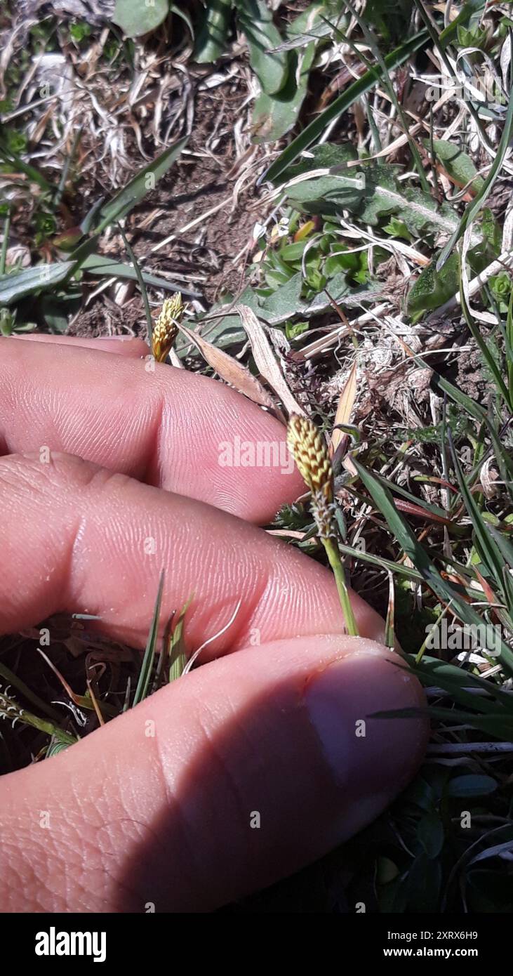 spring sedge (Carex caryophyllea) Plantae Stock Photo - Alamy