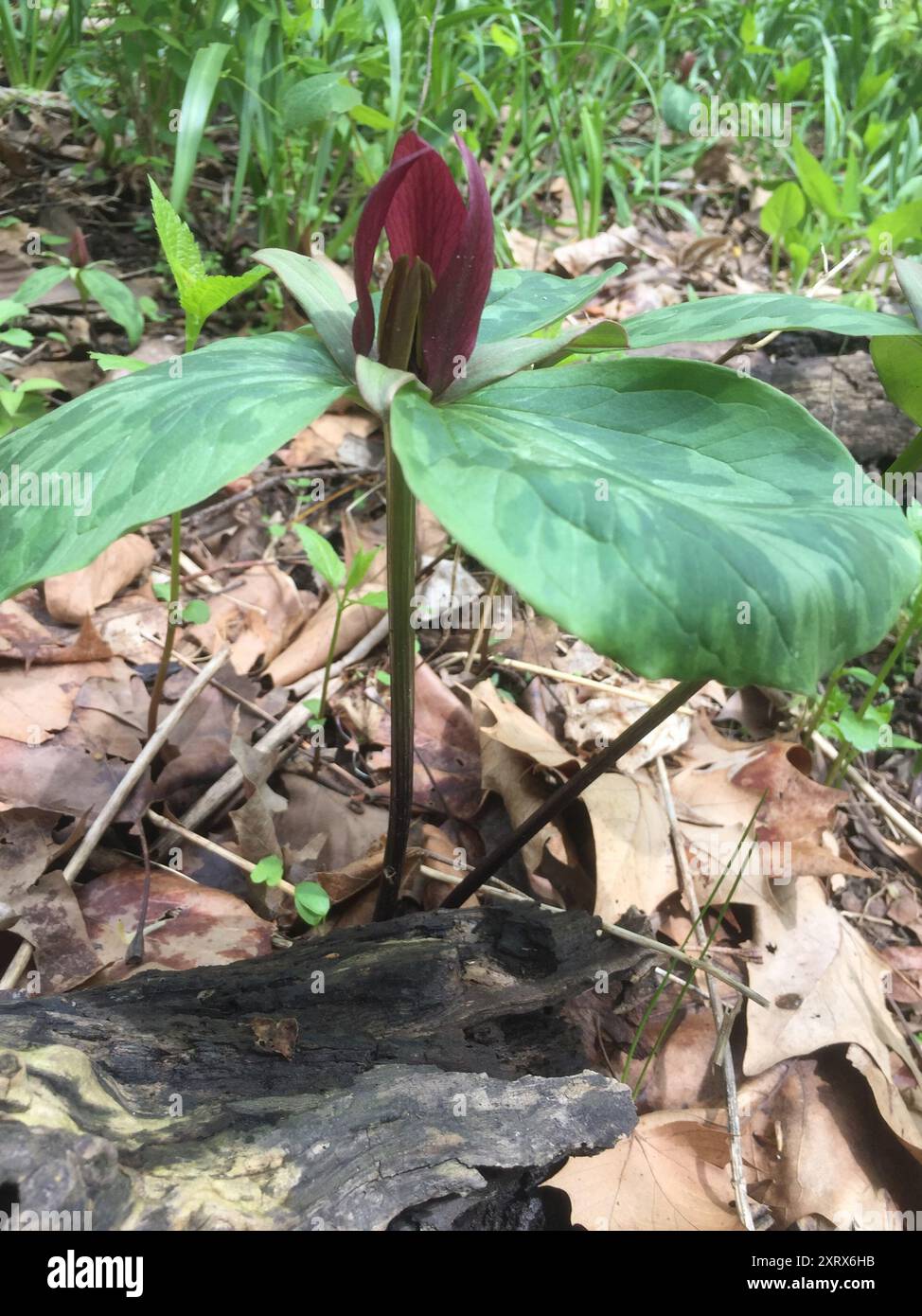 toadshade (Trillium sessile) Plantae Stock Photo - Alamy