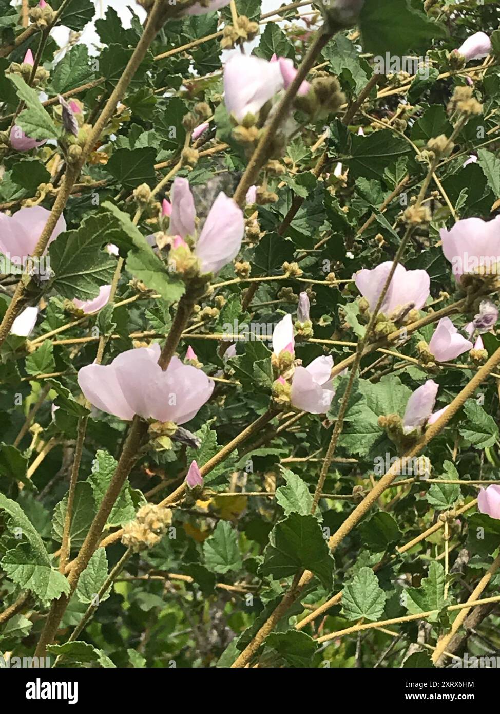 southern coastal bushmallow (Malacothamnus fasciculatus) Plantae Stock ...