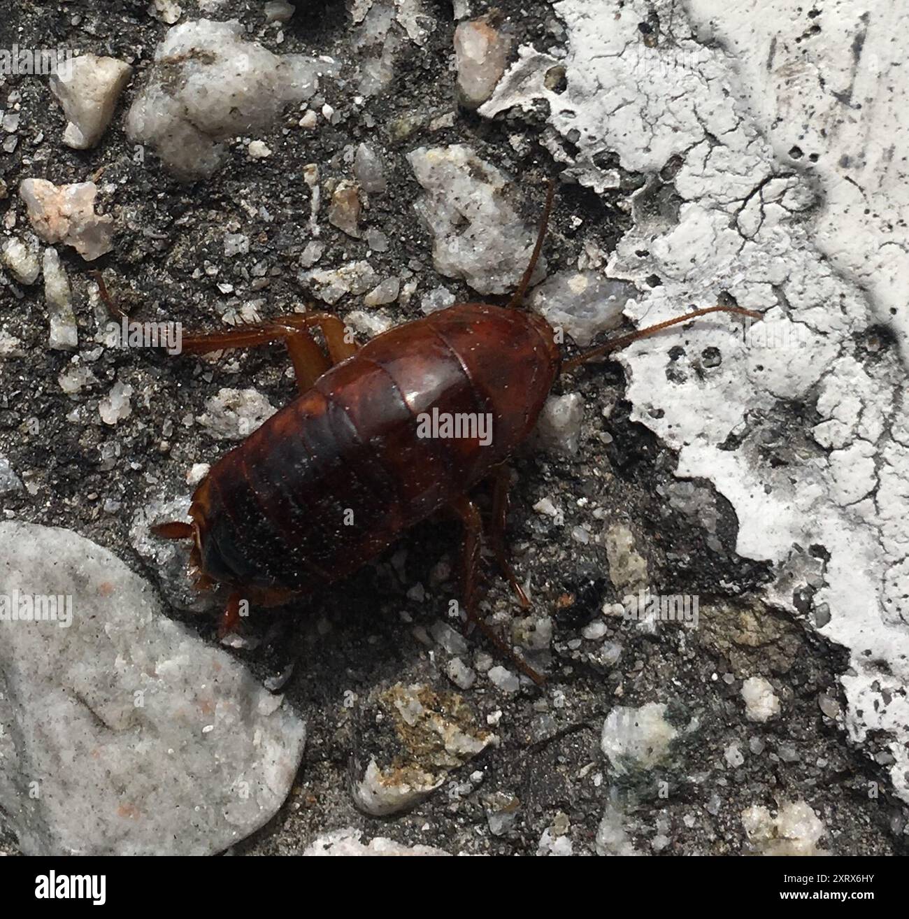 Turkestan Cockroach (Periplaneta lateralis) Insecta Stock Photo - Alamy