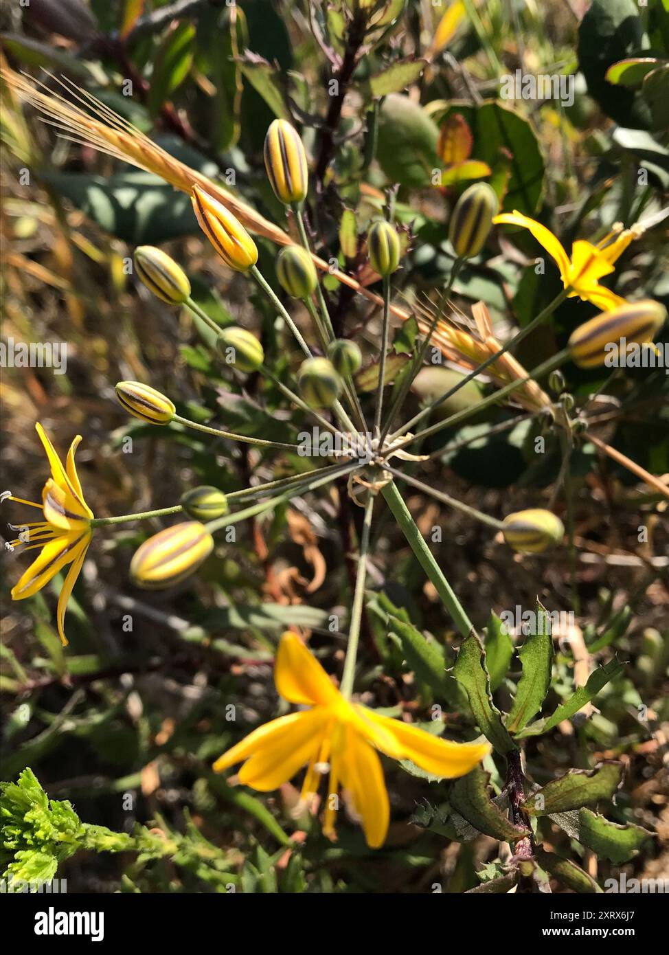 (Bloomeria crocea crocea) Plantae Stock Photo - Alamy