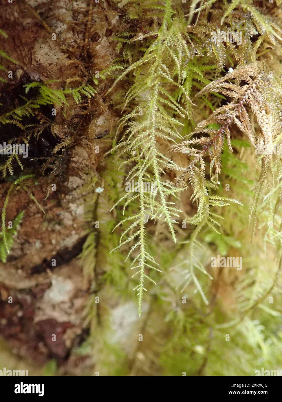 Oregon Beaked Moss (Kindbergia oregana) Plantae Stock Photo - Alamy