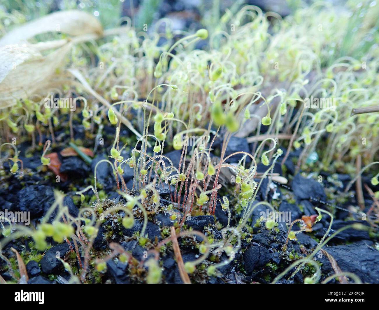 Bonfire moss (Funaria hygrometrica) Plantae Stock Photo - Alamy