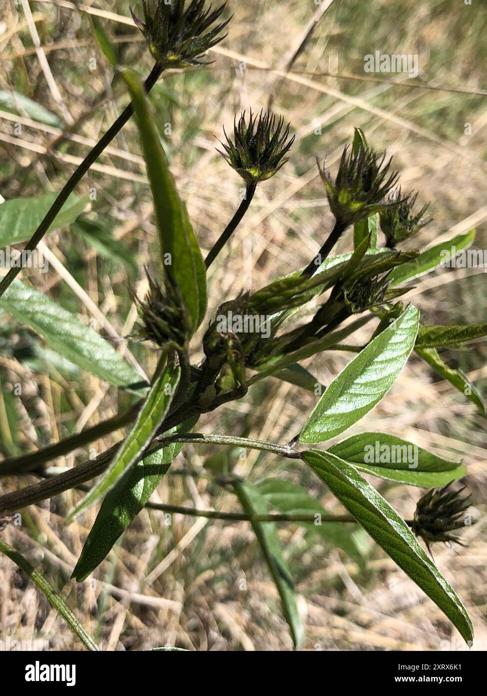 arabian pea (Bituminaria bituminosa) Plantae Stock Photo - Alamy