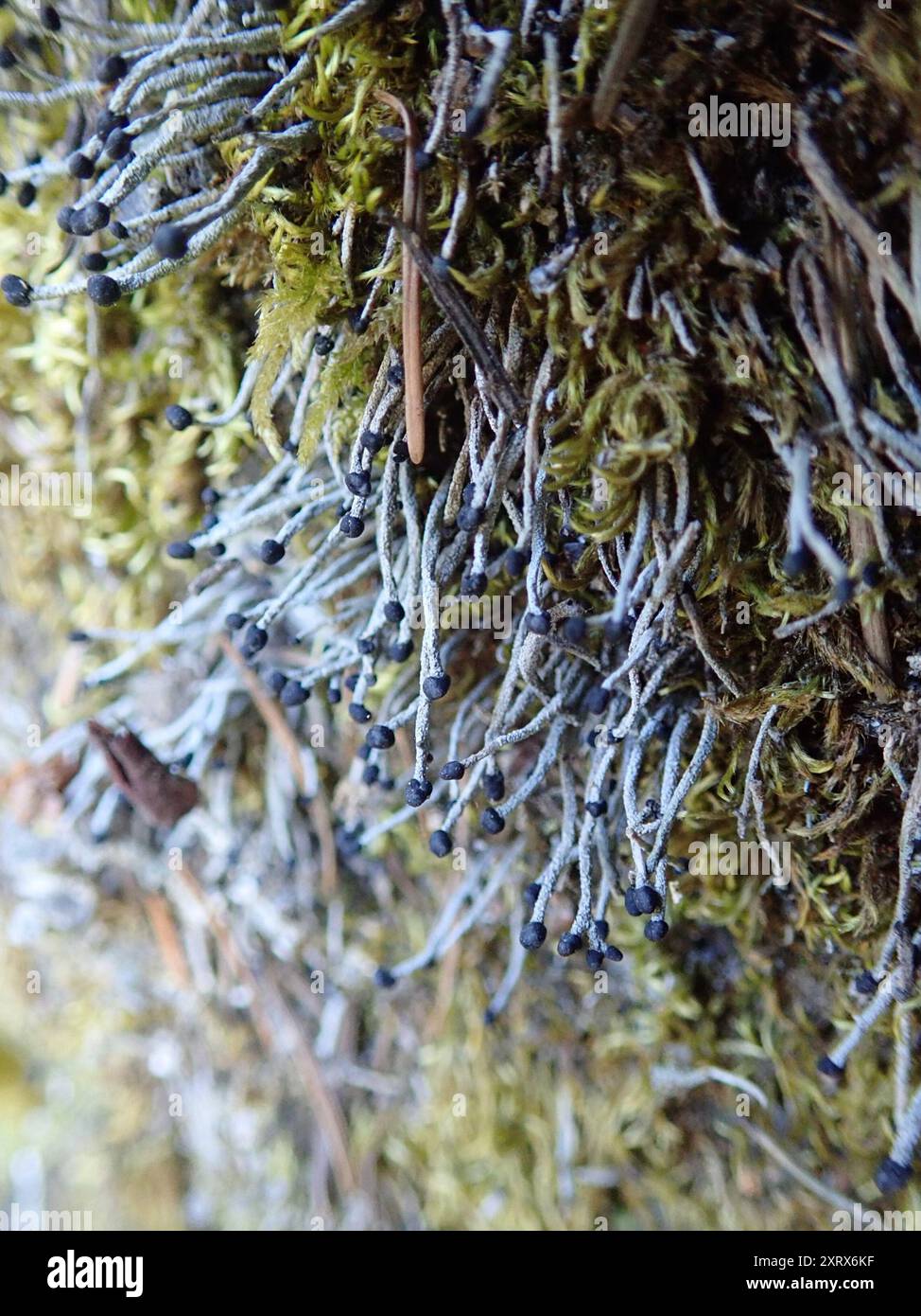 Devil's matchstick (Pilophorus acicularis) Fungi Stock Photo - Alamy