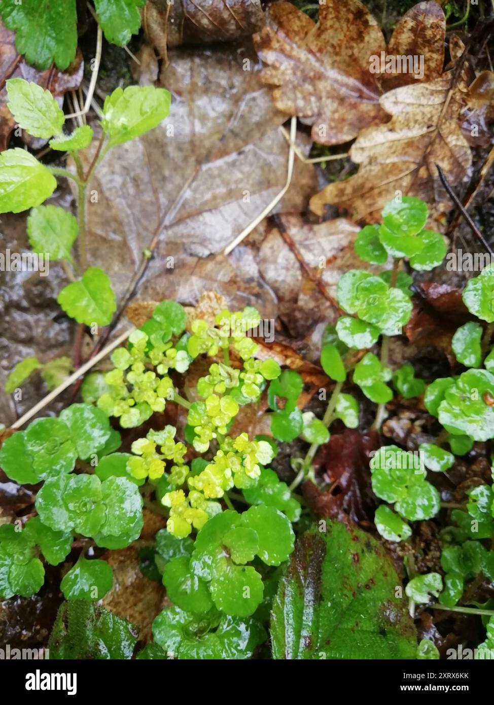 Opposite-leaved Golden-saxifrage (Chrysosplenium oppositifolium ...
