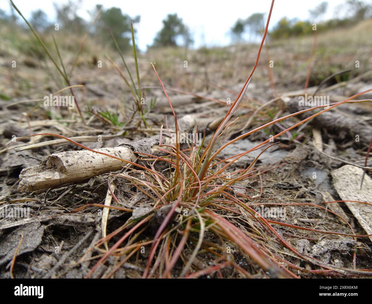 Bulbous Rush (Juncus bulbosus) Plantae Stock Photo - Alamy