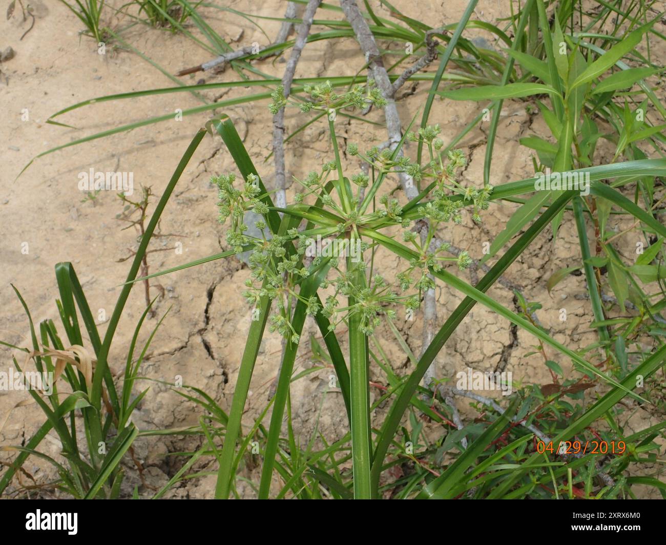 Green Flatsedge (Cyperus virens) Plantae Stock Photo - Alamy