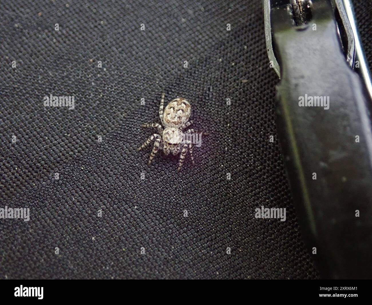 Peppered Jumping Spider (Pelegrina galathea) Arachnida Stock Photo - Alamy