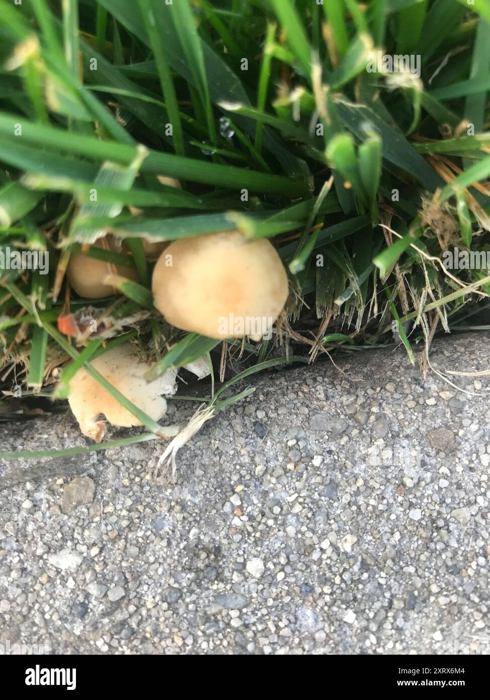 Mulch Fieldcap (Agrocybe putaminum) Fungi Stock Photo - Alamy