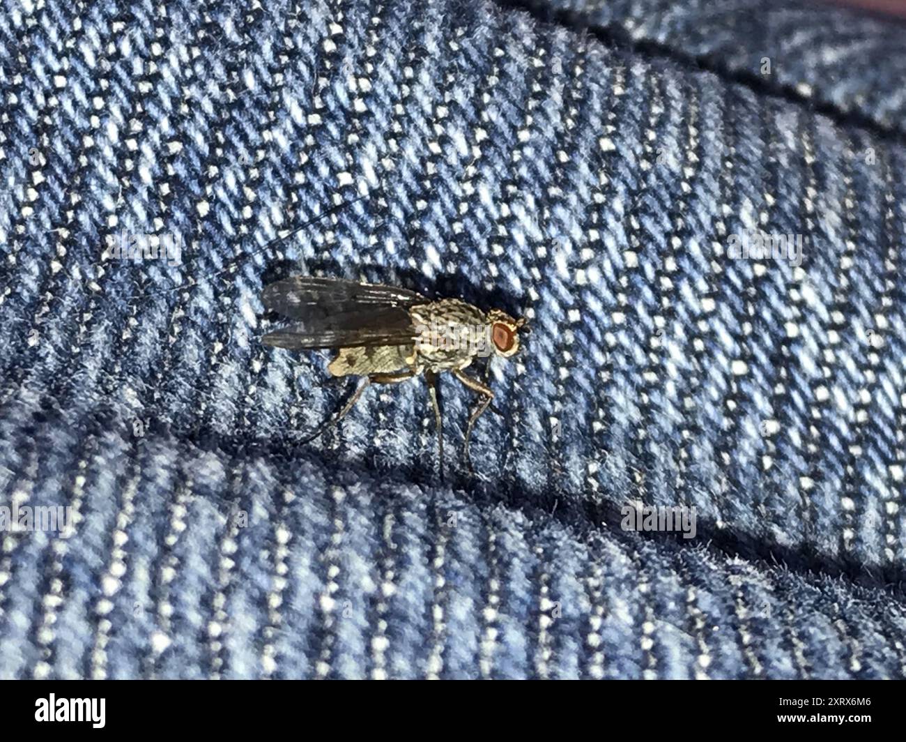 House Flies and Allies (Muscidae) Insecta Stock Photo - Alamy