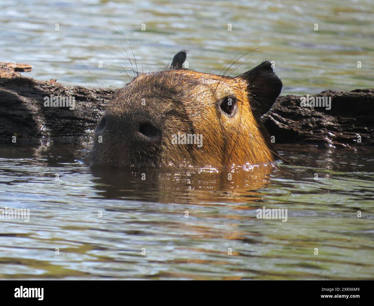 Capybara (Hydrochoerus hydrochaeris) Mammalia Stock Photo - Alamy