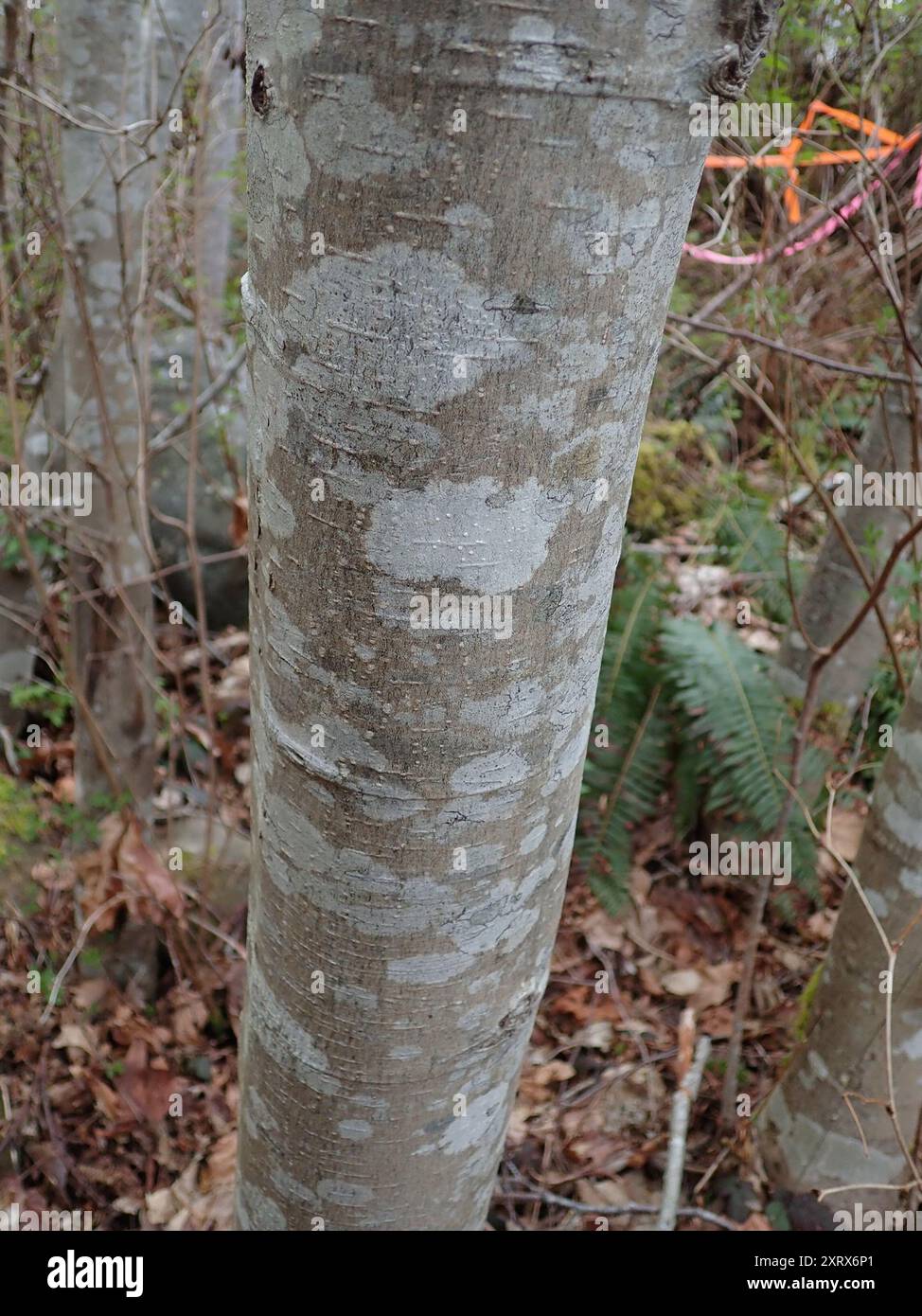 Red Alder (Alnus rubra) Plantae Stock Photo - Alamy