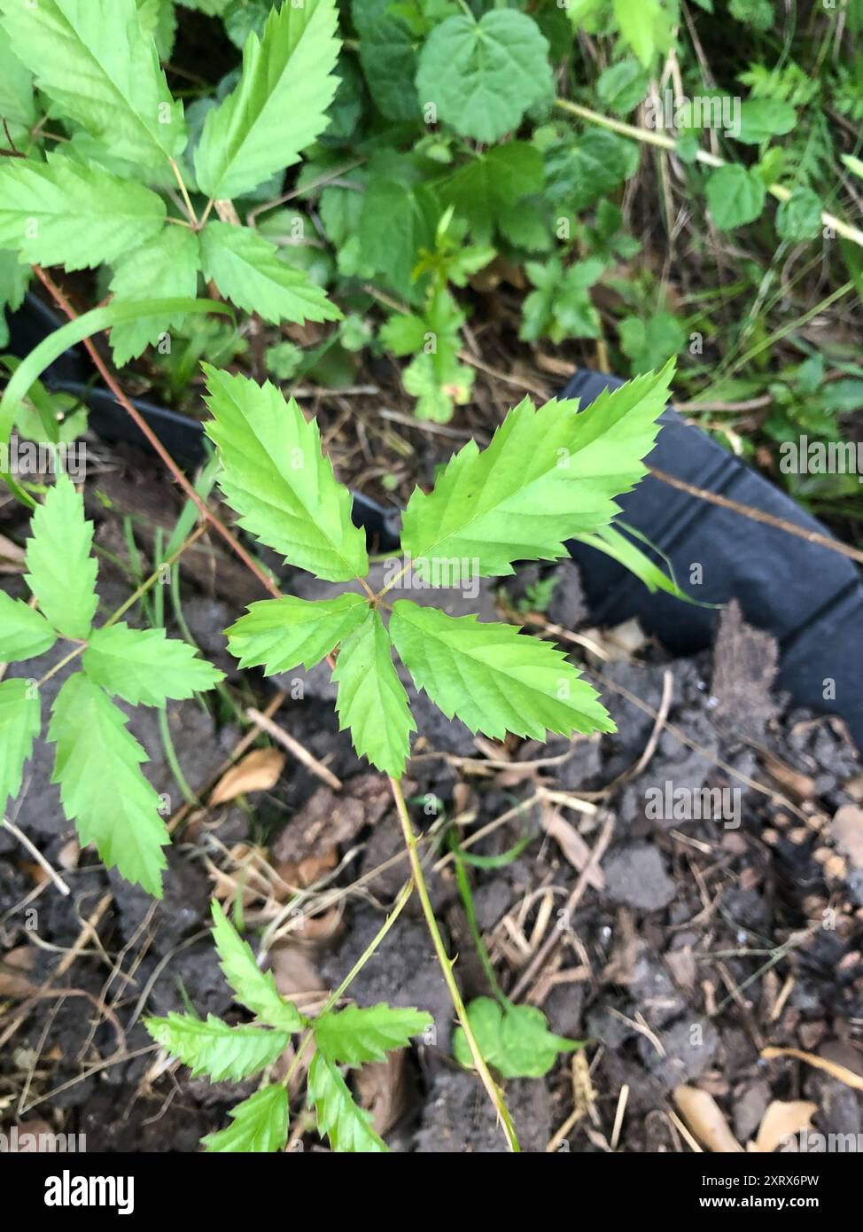 southern dewberry (Rubus trivialis) Plantae Stock Photo - Alamy