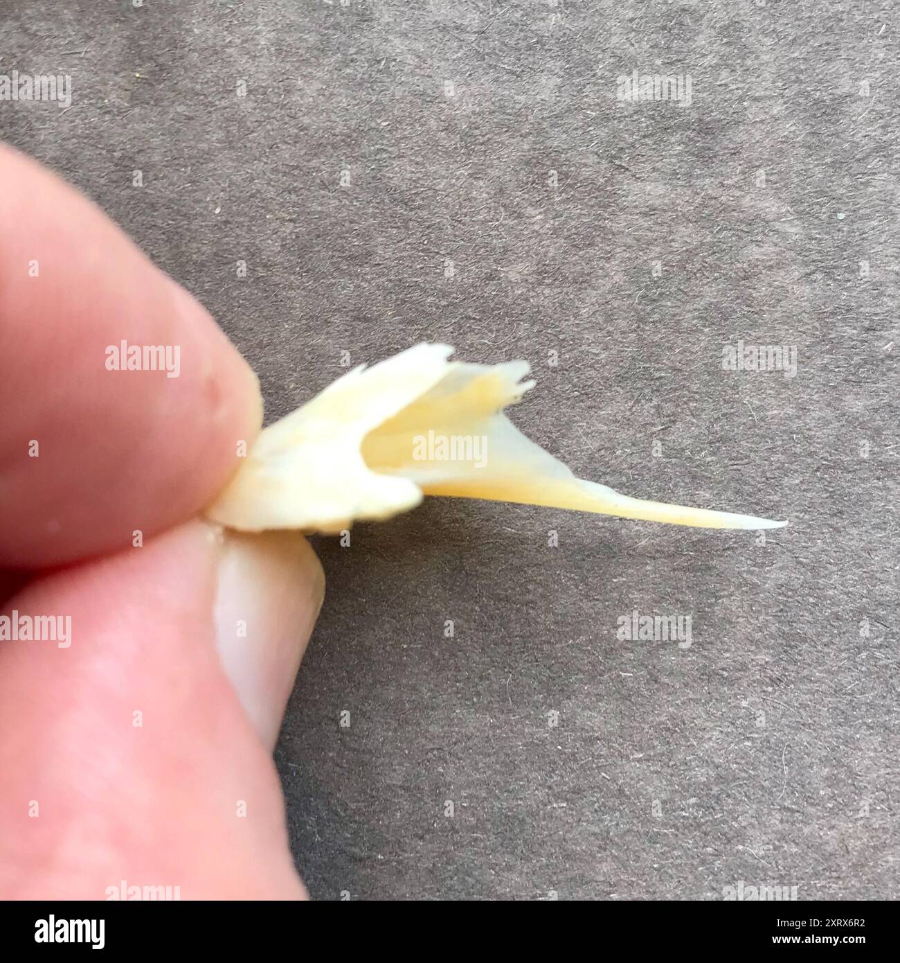 Merlucciidae hi-res stock photography and images - Alamy