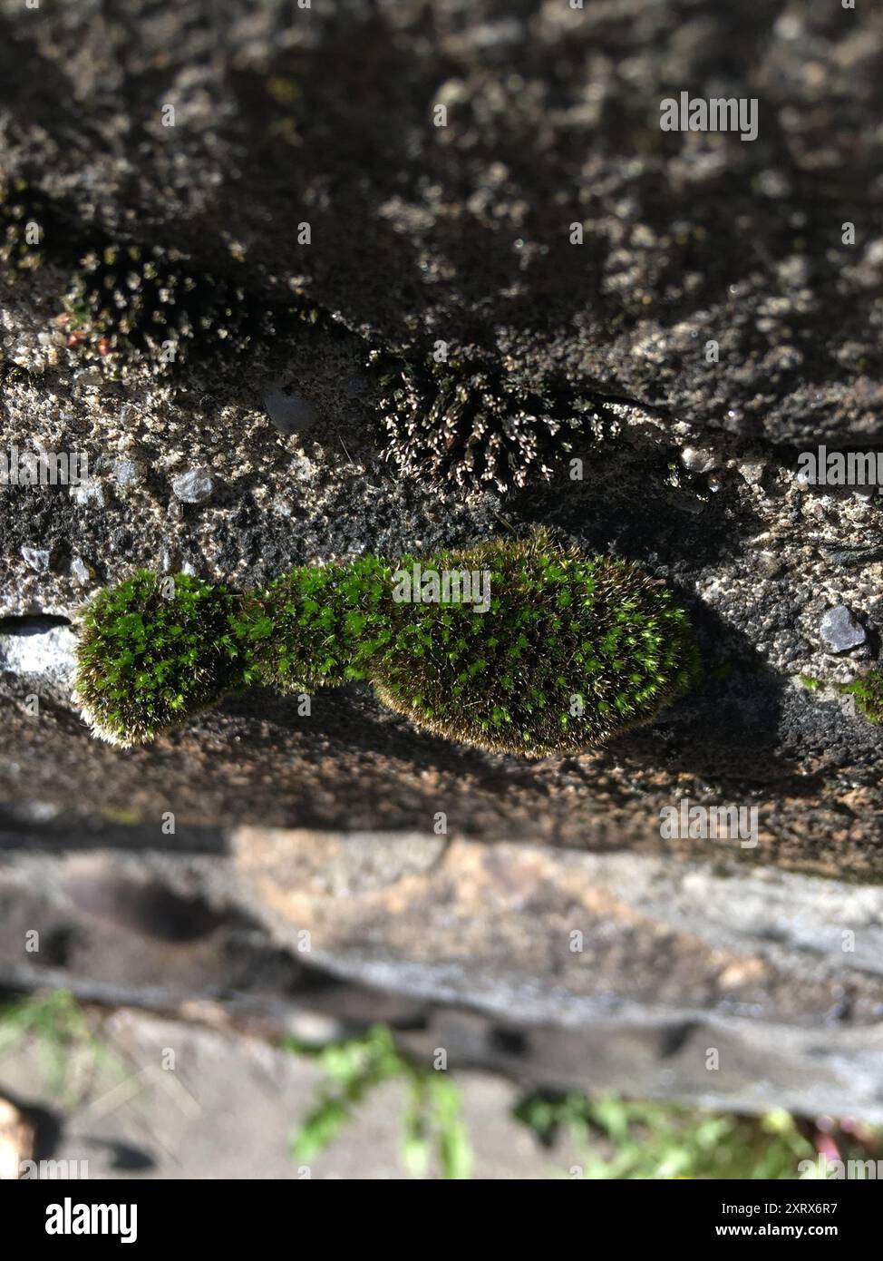 joint-toothed mosses (Bryopsida) Plantae Stock Photo - Alamy