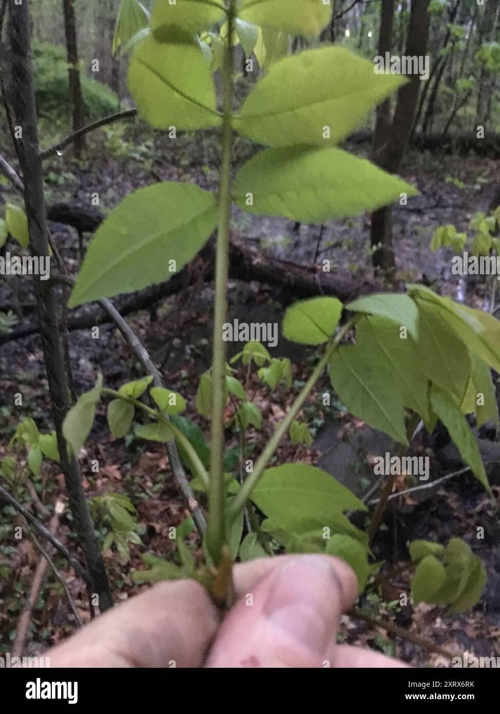 pumpkin ash (Fraxinus profunda) Plantae Stock Photo - Alamy