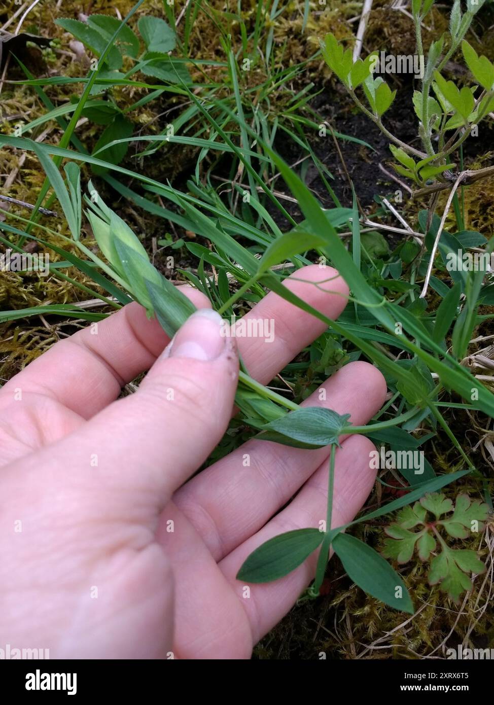 meadow pea (Lathyrus pratensis) Plantae Stock Photo - Alamy