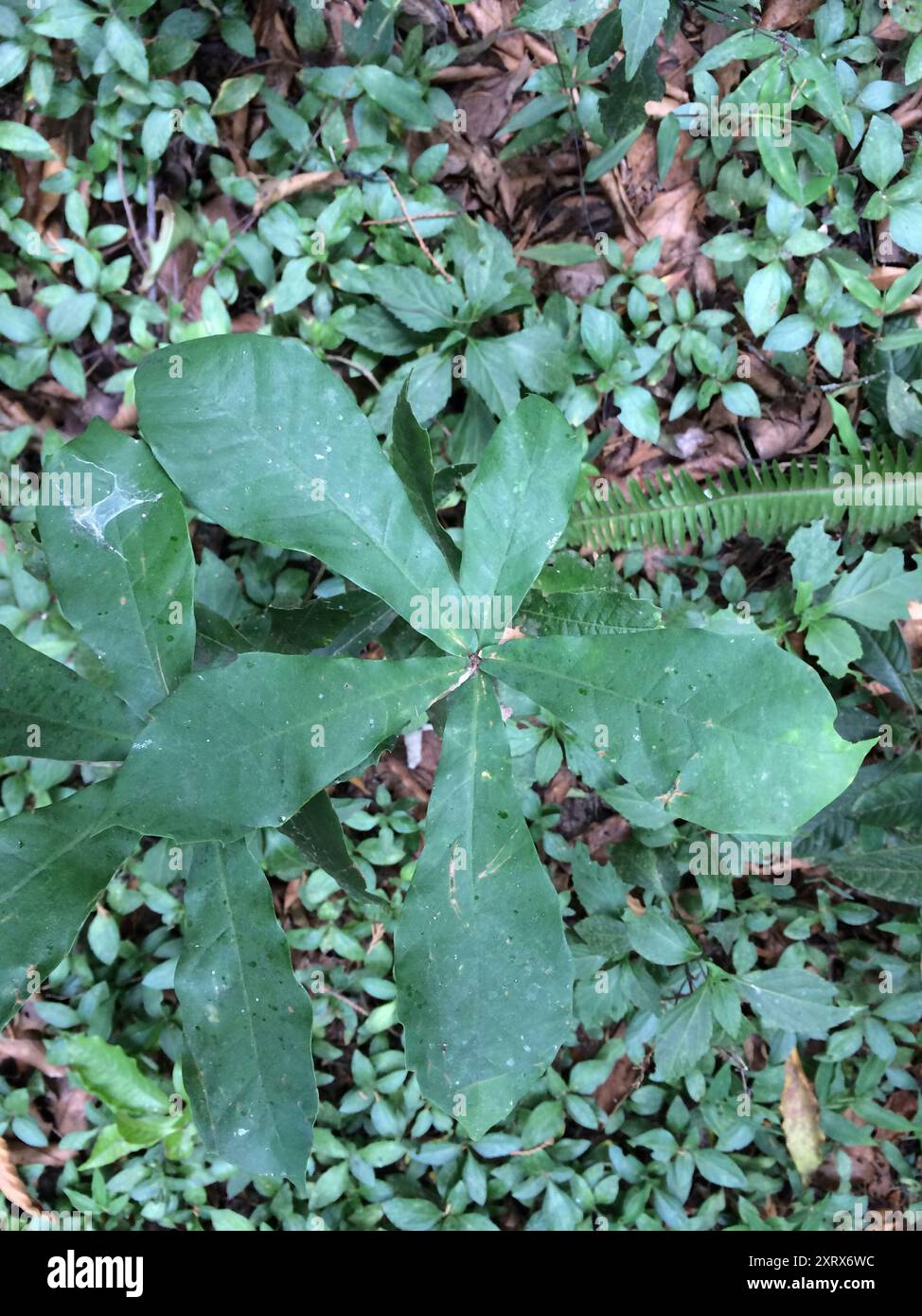 Mexican Royal Oak (Quercus germana) Plantae Stock Photo - Alamy