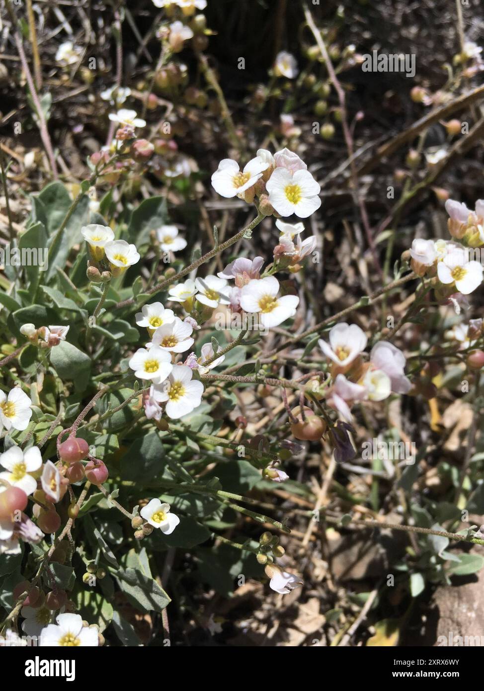 white bladderpod (Physaria purpurea) Plantae Stock Photo - Alamy