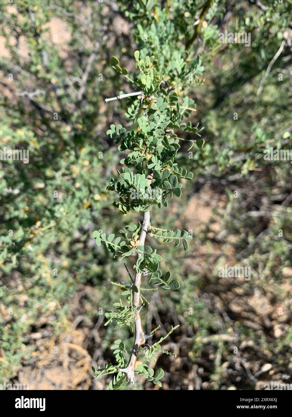 Catclaw Acacia (Senegalia greggii) Plantae Stock Photo - Alamy