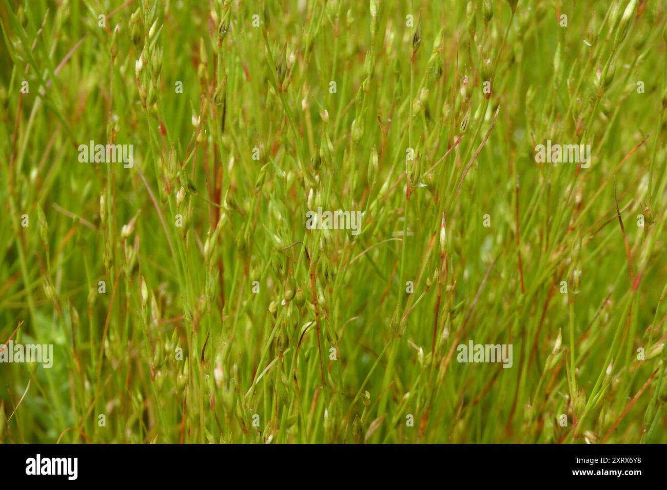 Toad rush (Juncus bufonius) Plantae Stock Photo - Alamy