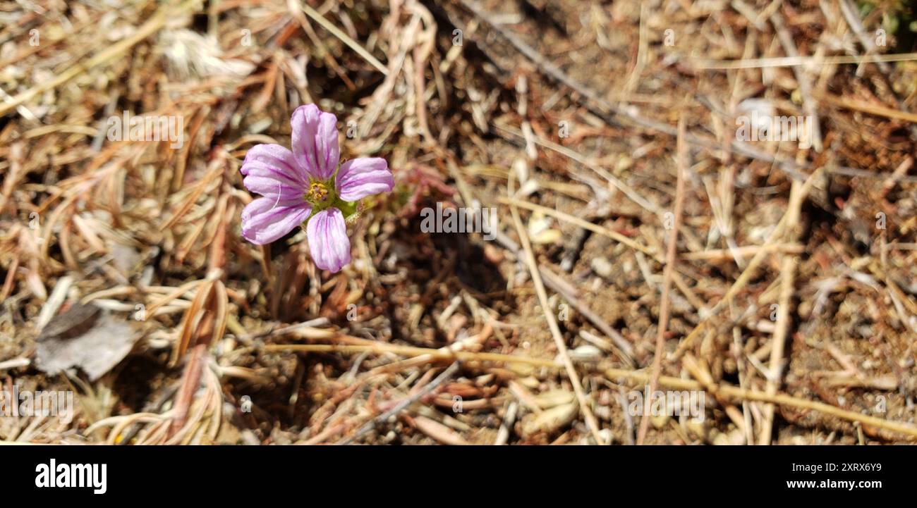 vascular plants (Tracheophyta) Plantae Stock Photo - Alamy