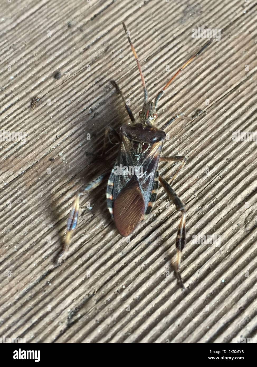 Western Conifer Seed Bug (Leptoglossus occidentalis) Insecta Stock ...