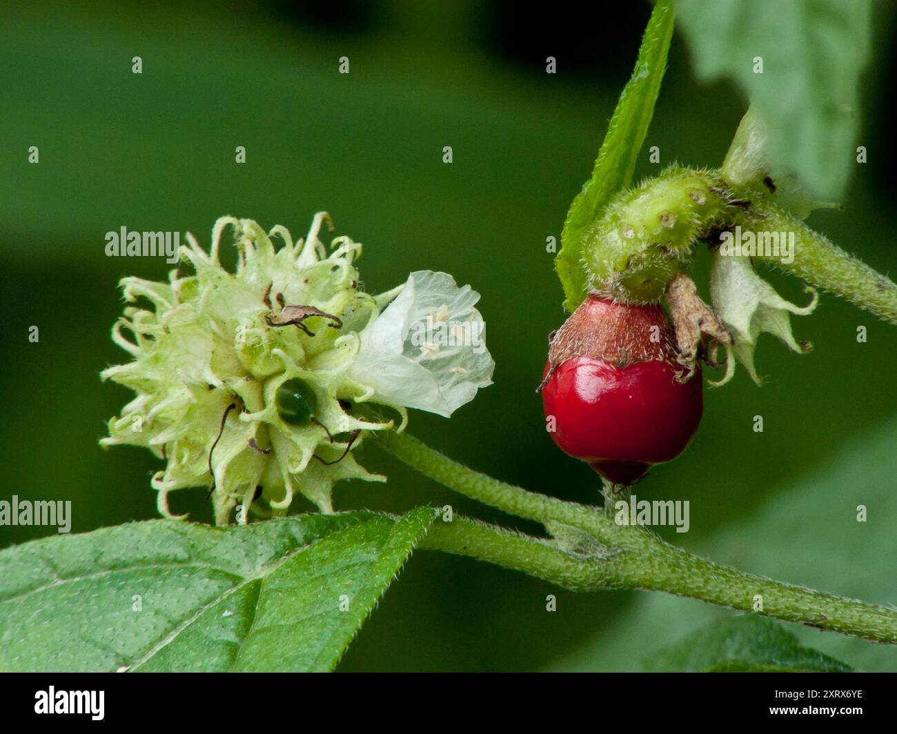 flowering plants (Angiospermae) Plantae Stock Photo - Alamy