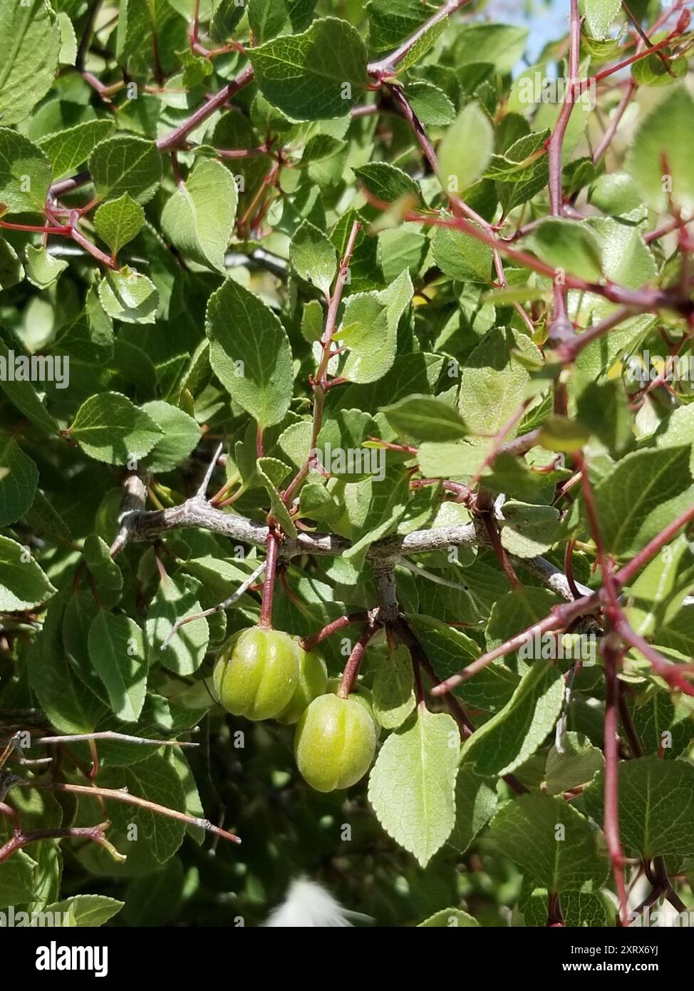 Desert Apricot (Prunus fremontii) Plantae Stock Photo - Alamy