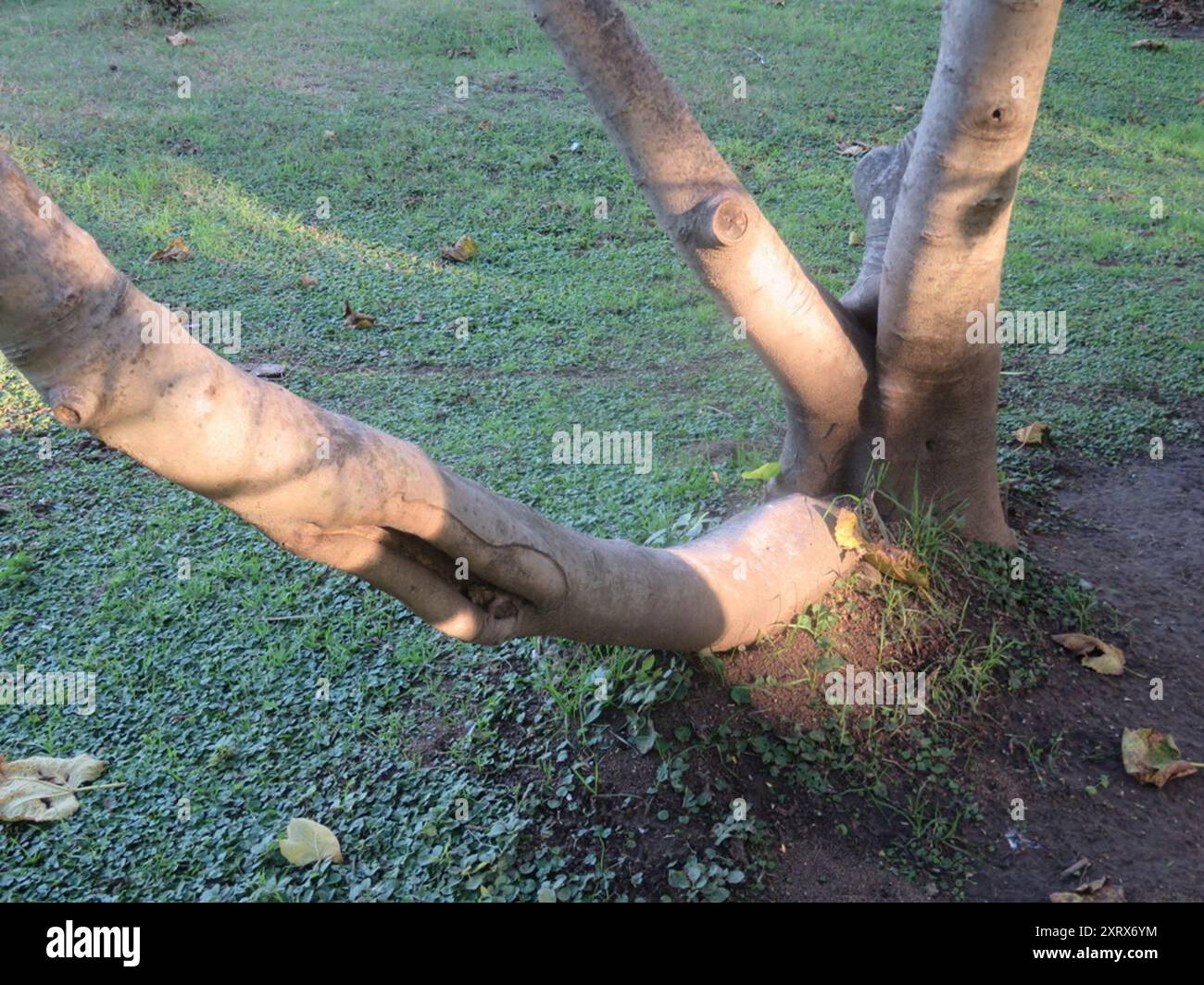 plants (Plantae) Plantae Stock Photo - Alamy