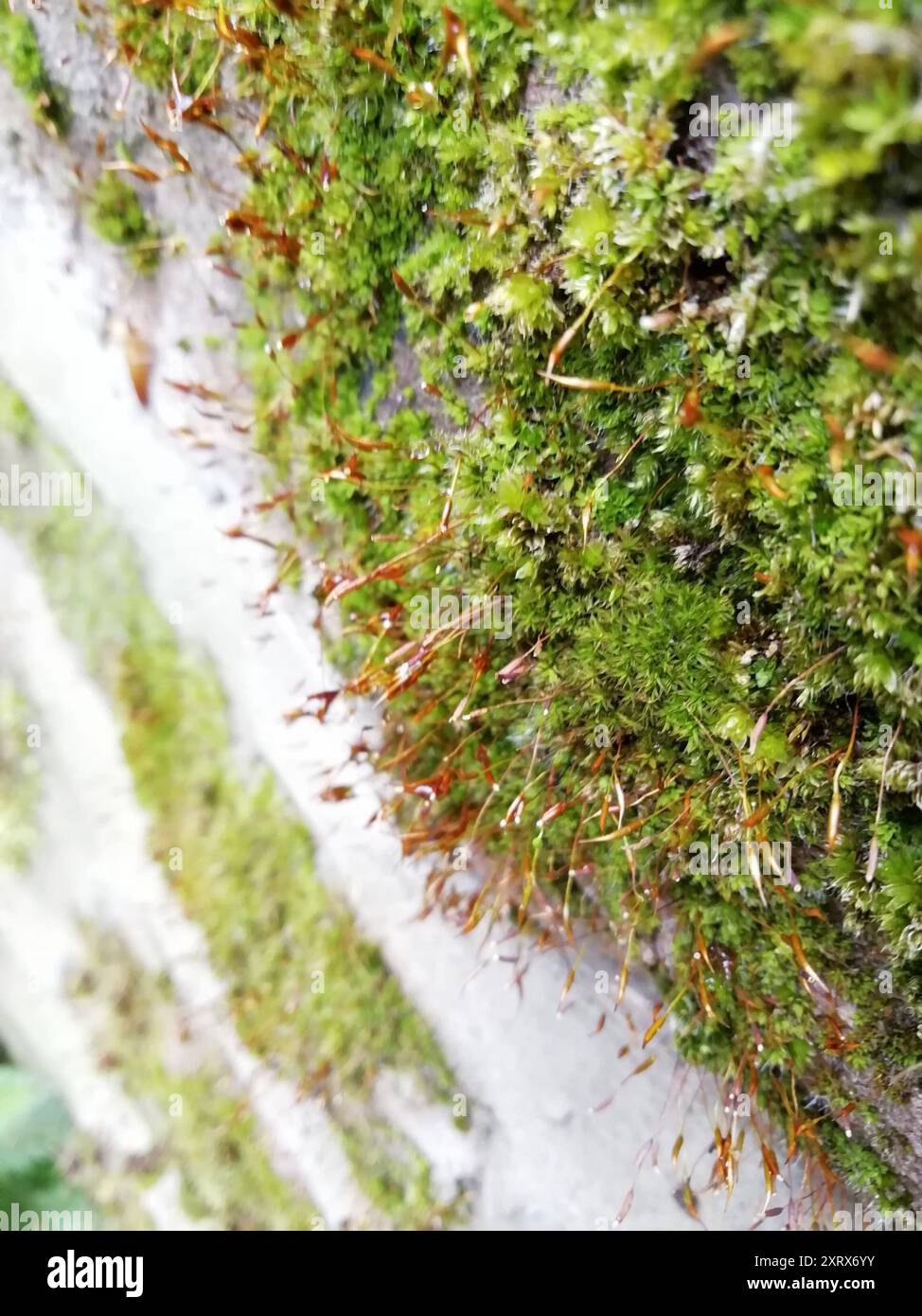 Wall Screw-moss (Tortula muralis) Plantae Stock Photo - Alamy