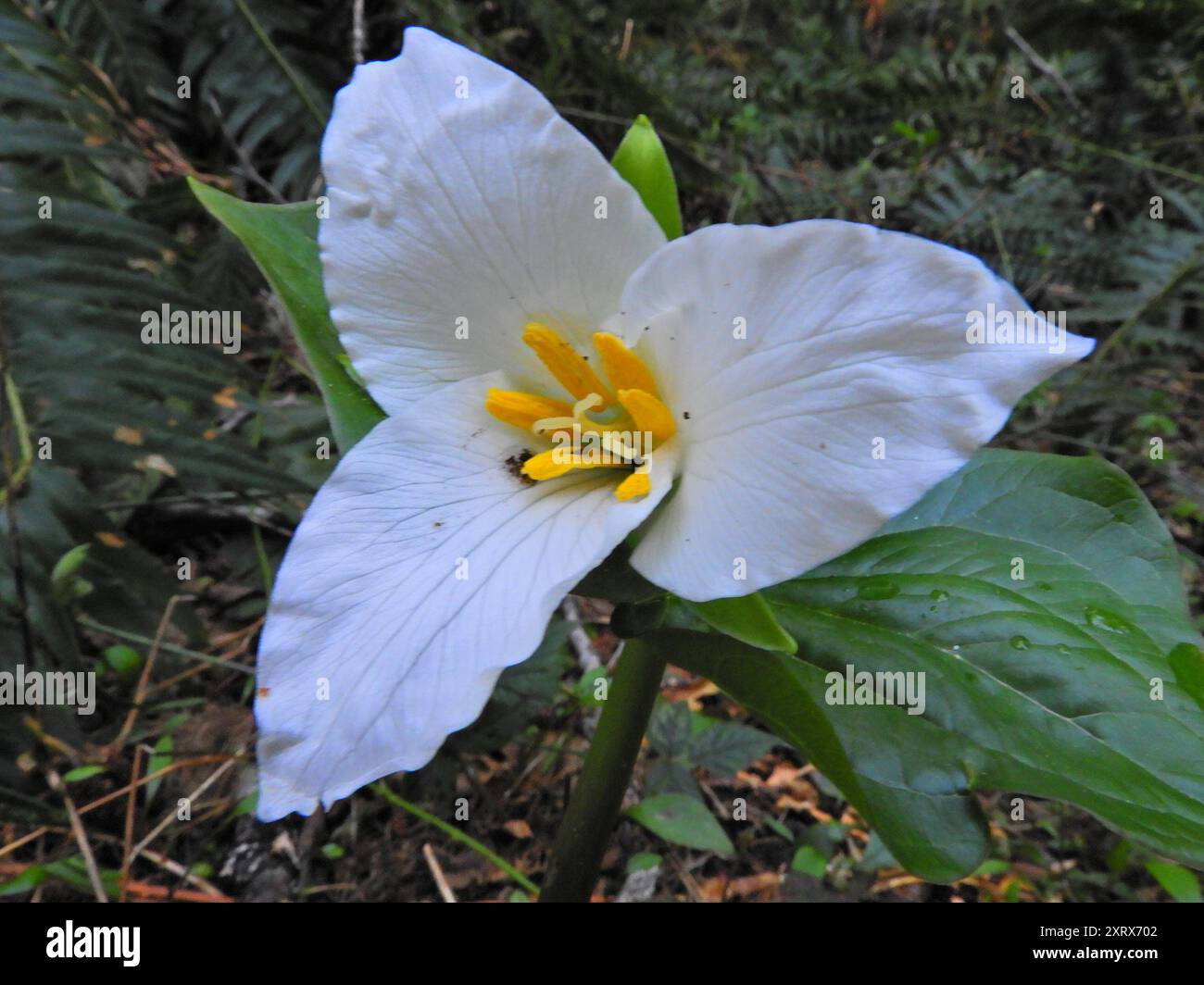 Pacific trillium (Trillium ovatum) Plantae Stock Photo - Alamy