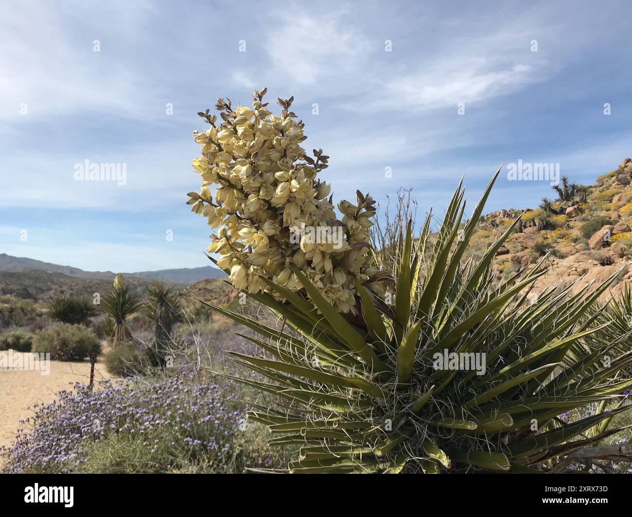 Mojave Yucca (Yucca schidigera) Plantae Stock Photo - Alamy