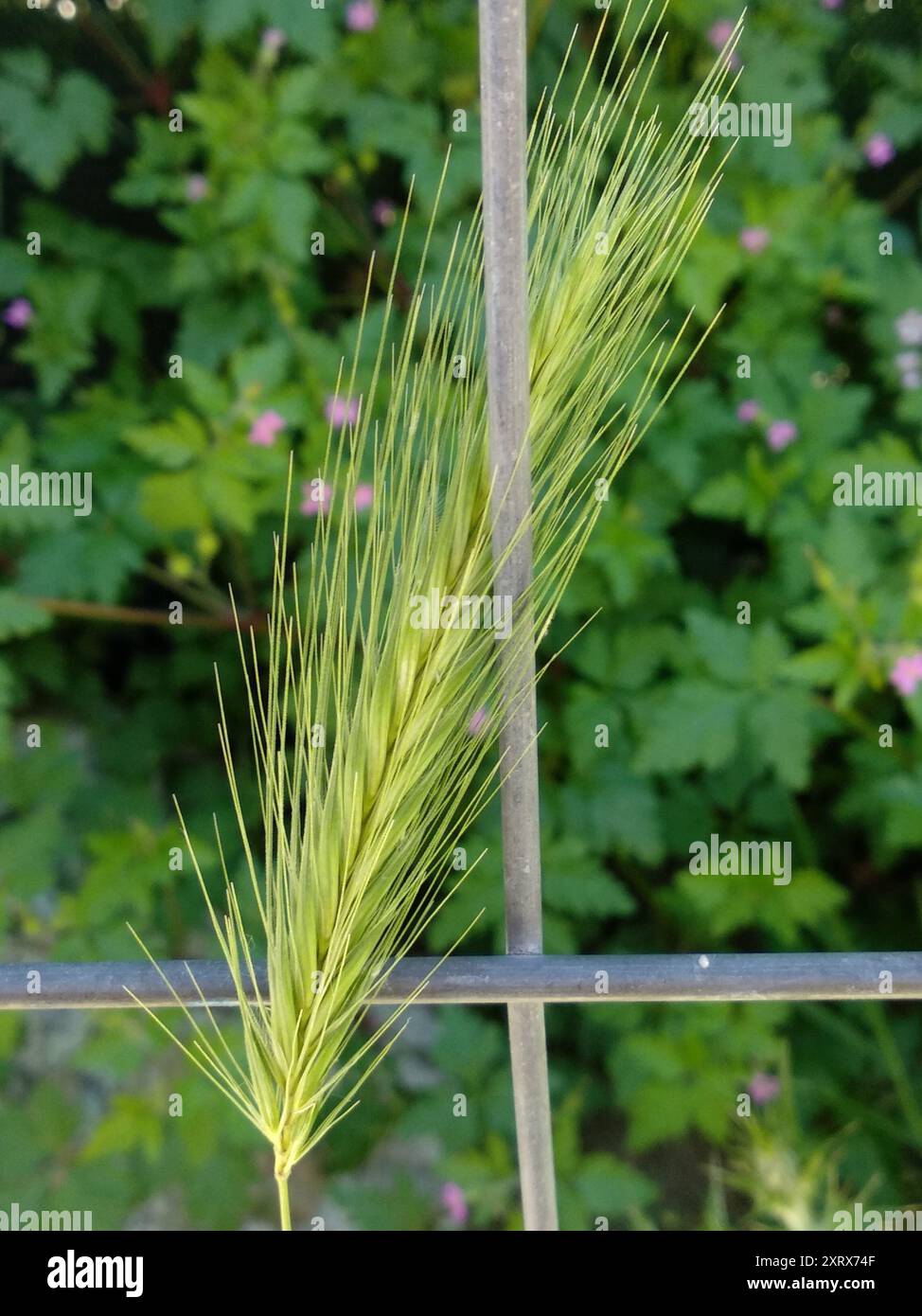 wall barley (Hordeum murinum) Plantae Stock Photo - Alamy