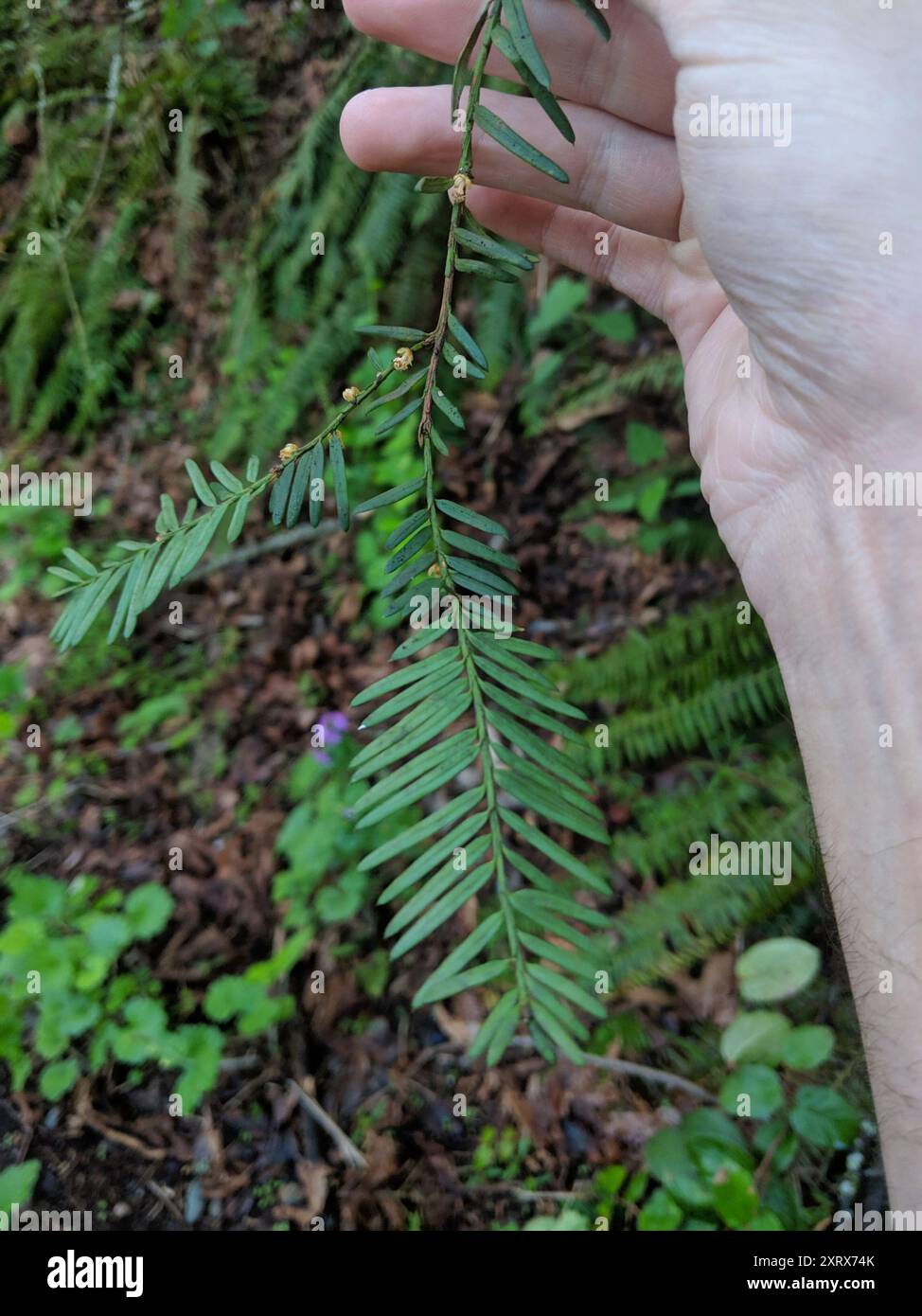 Pacific yew (Taxus brevifolia) Plantae Stock Photo - Alamy