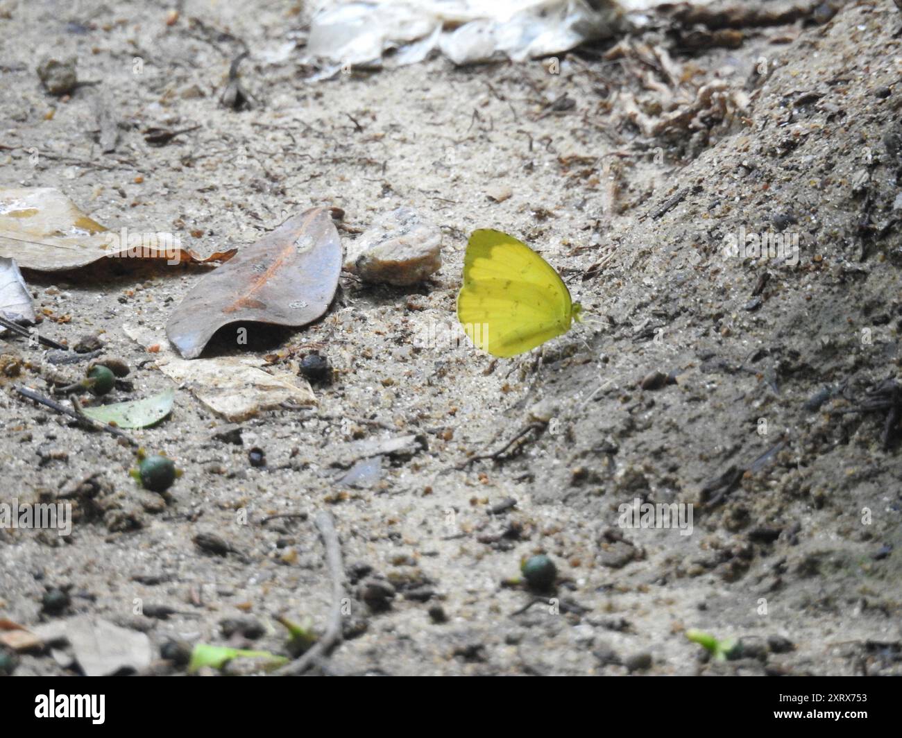 Three-spotted Grass Yellow (Eurema blanda) Insecta Stock Photo - Alamy
