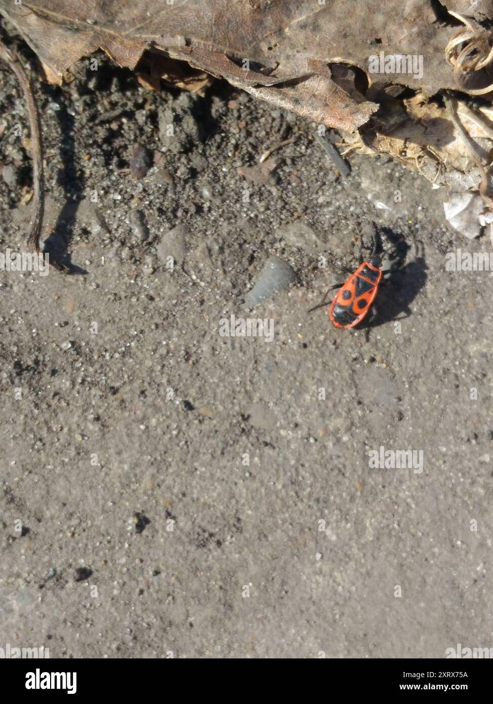 European Firebug (Pyrrhocoris apterus) Insecta Stock Photo - Alamy