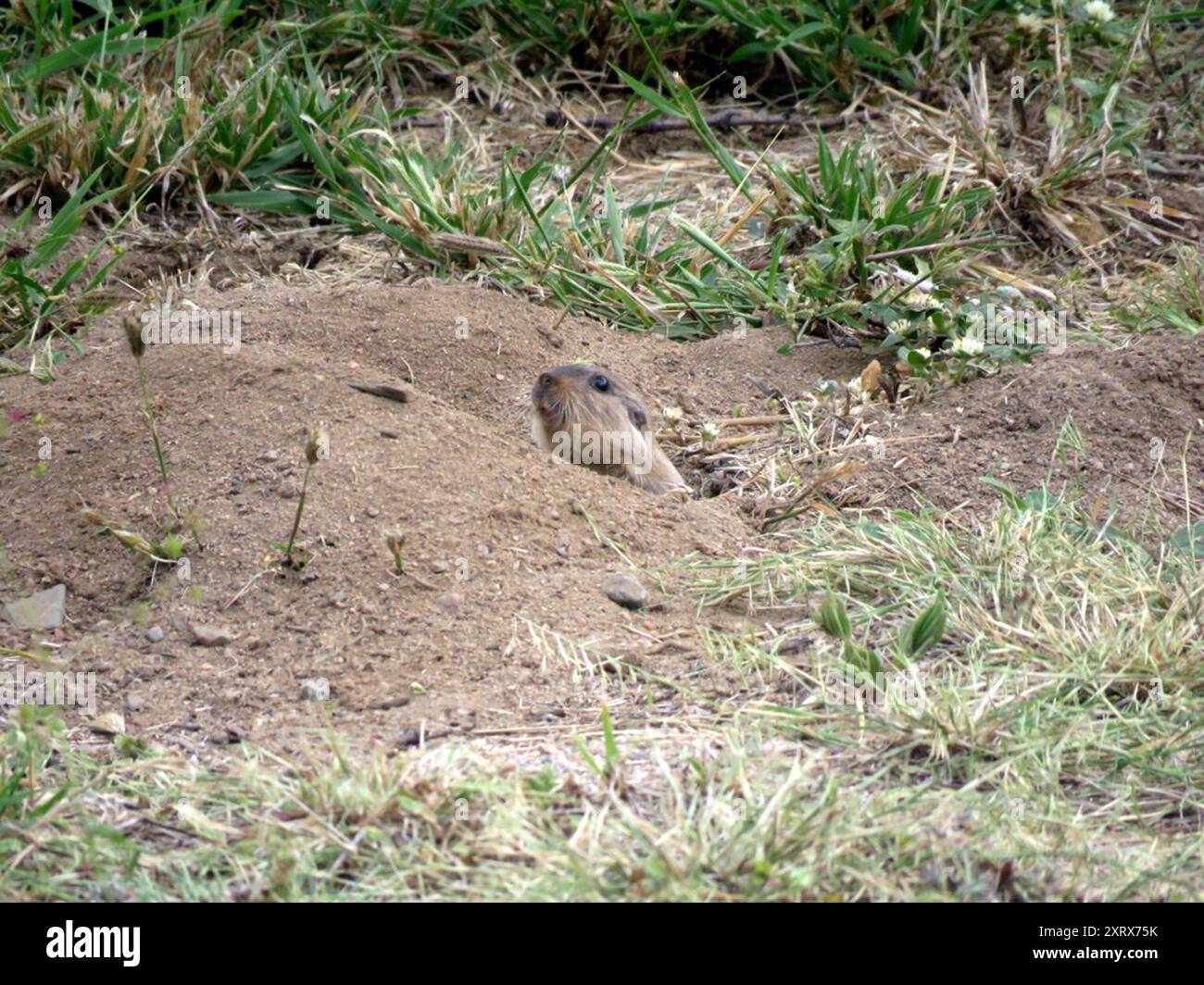 Tuco-tucos (Ctenomys) Mammalia Stock Photo - Alamy