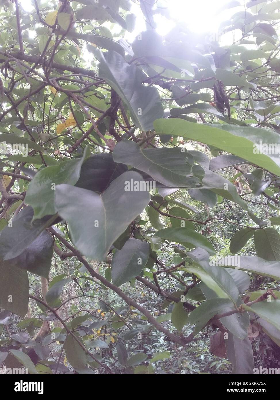 Monkey Jack (Artocarpus lacucha) Plantae Stock Photo - Alamy