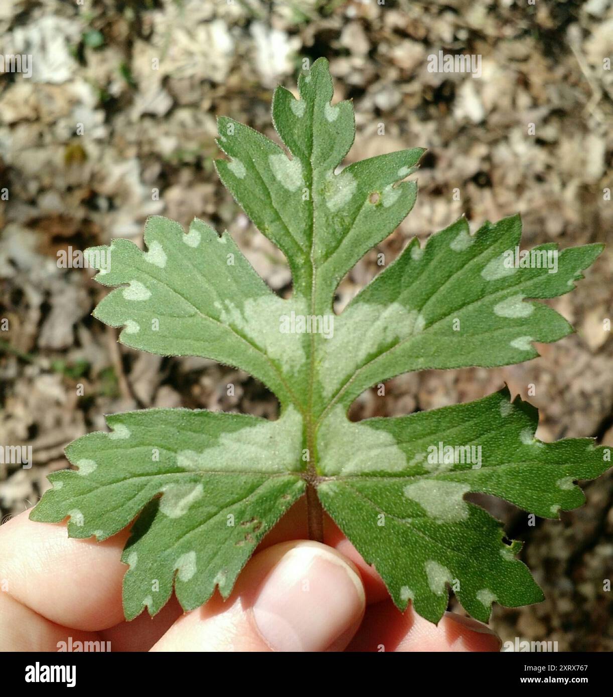 Broad-leaf Waterleaf (Hydrophyllum canadense) Plantae Stock Photo - Alamy