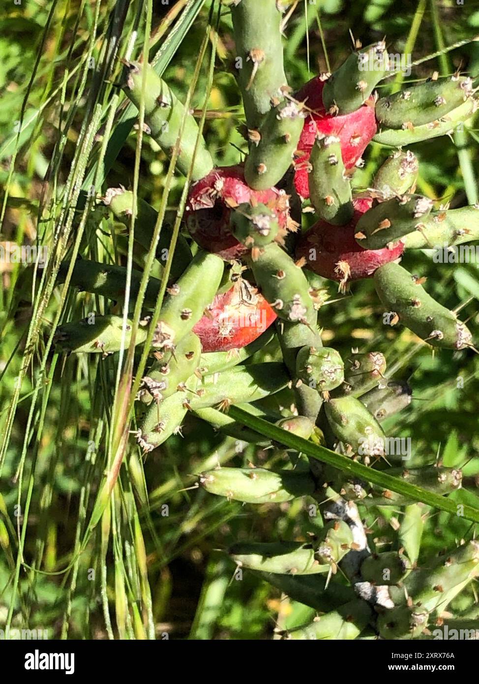 Christmas cholla (Cylindropuntia leptocaulis) Plantae Stock Photo - Alamy