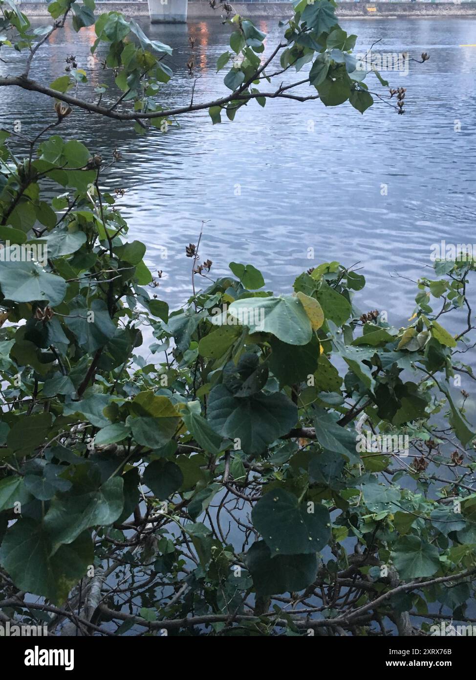 sea hibiscus (Hibiscus tiliaceus) Plantae Stock Photo - Alamy