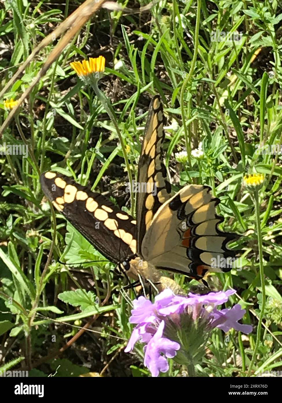 Eastern Giant Swallowtail (Heraclides cresphontes) Insecta Stock Photo ...