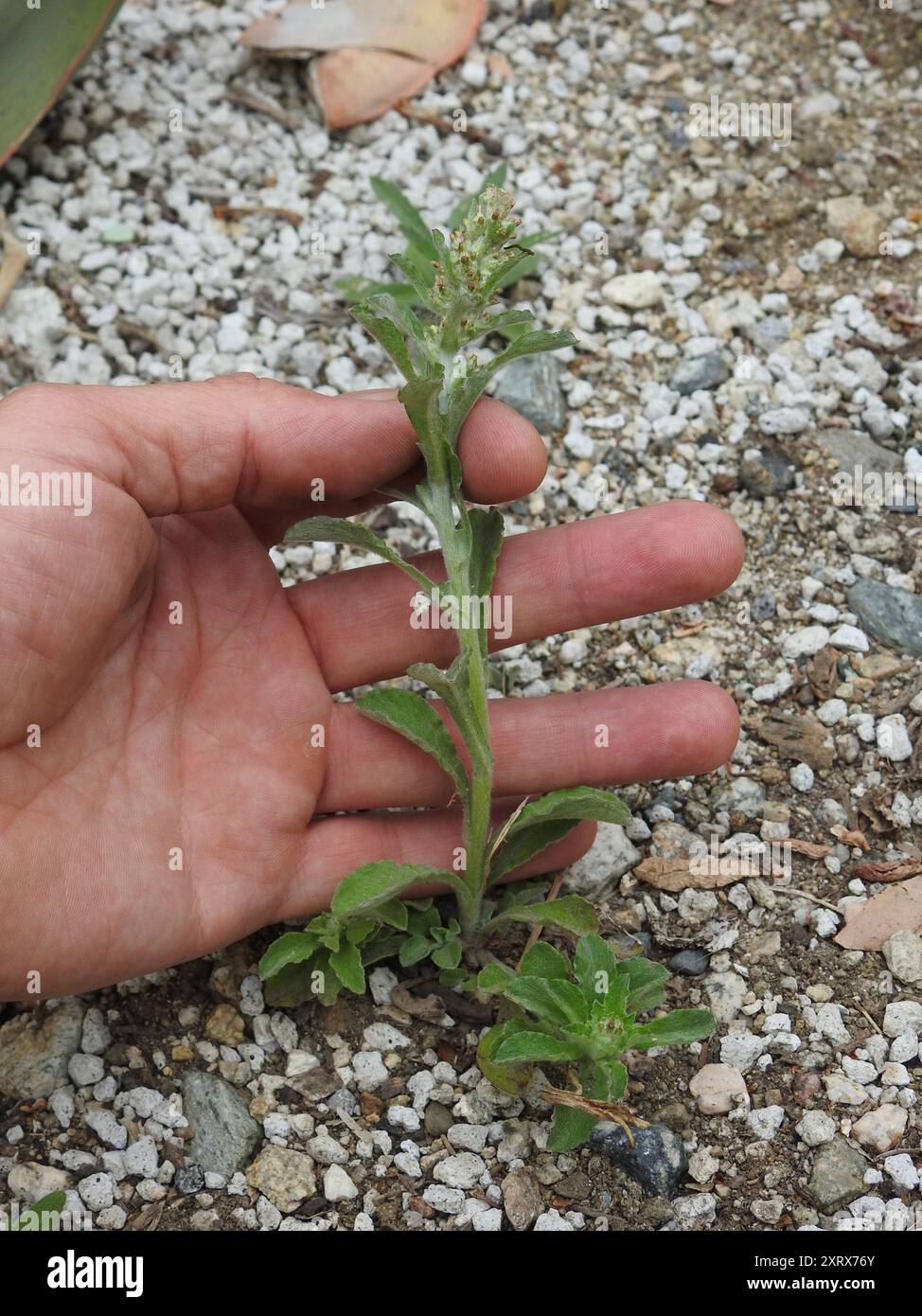 Pennsylvania Cudweed (Gamochaeta pensylvanica) Plantae Stock Photo - Alamy