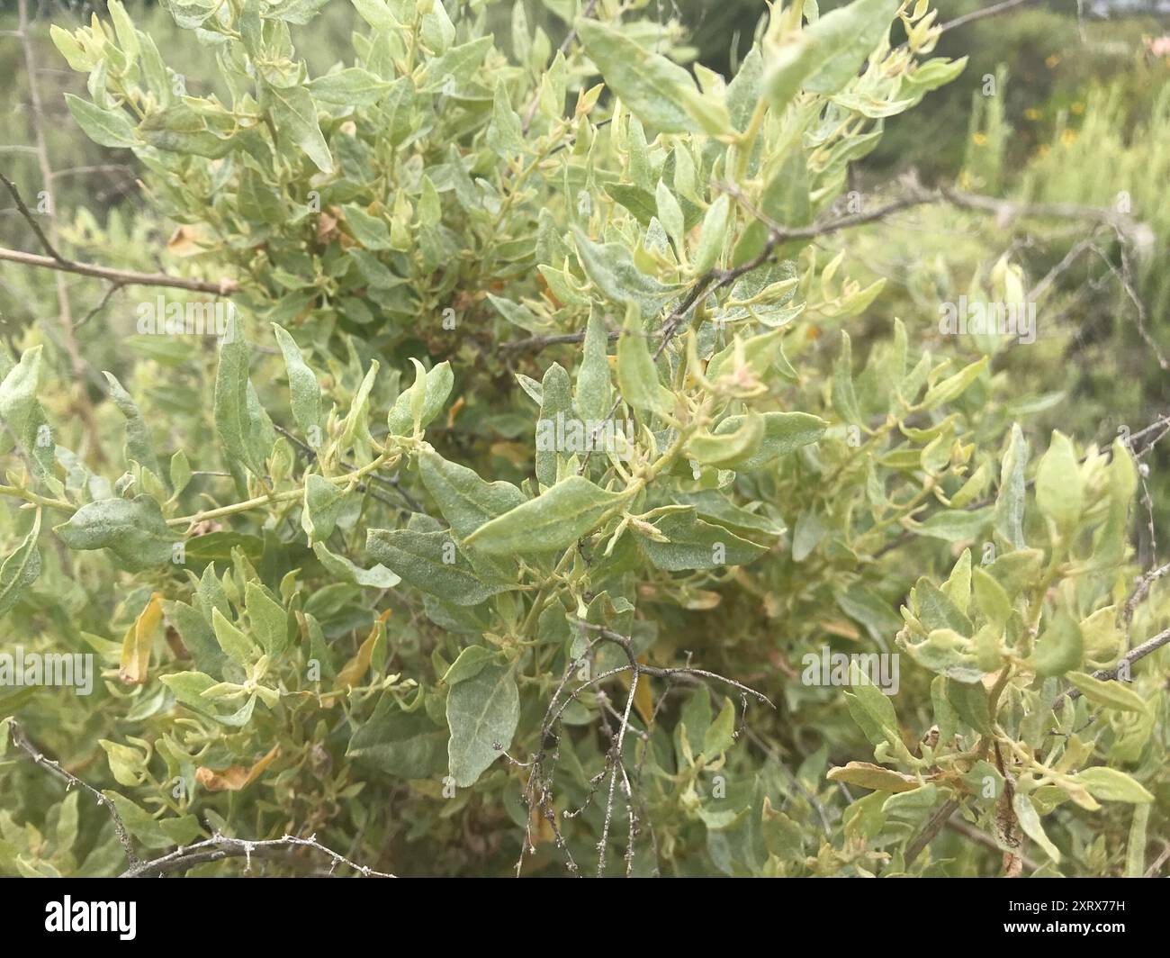 big saltbush (Atriplex lentiformis) Plantae Stock Photo - Alamy